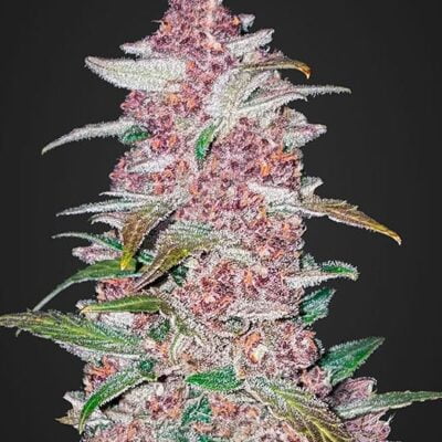 Forbidden Jelly (F) – North Atlantic Seed Co.