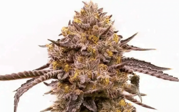 Purple Haze Auto – North Atlantic Seed Co.
