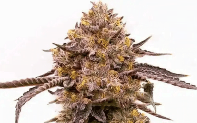 Purple Haze Auto – North Atlantic Seed Co.