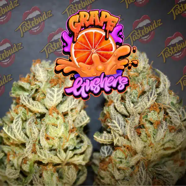 Grape Gushers (F) – North Atlantic Seed Co.