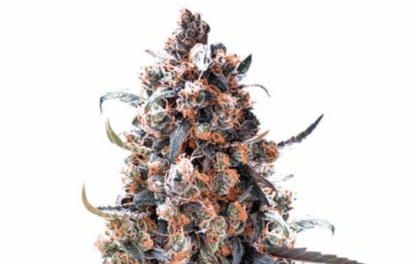 Green Crack Auto – North Atlantic Seed Co.