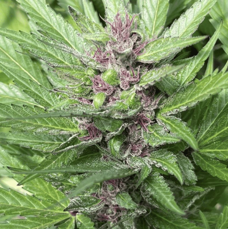 304 Auto (R) – North Atlantic Seed Co.