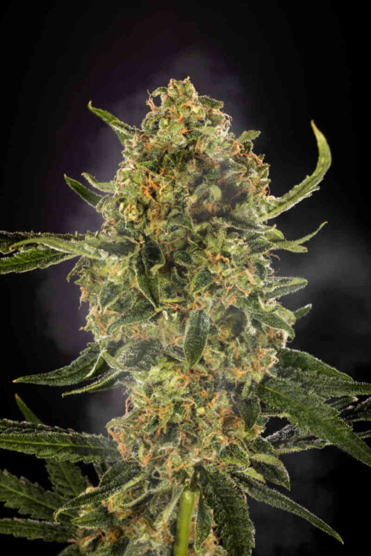 Alpha Skunk Vomit (F) – North Atlantic Seed Co.