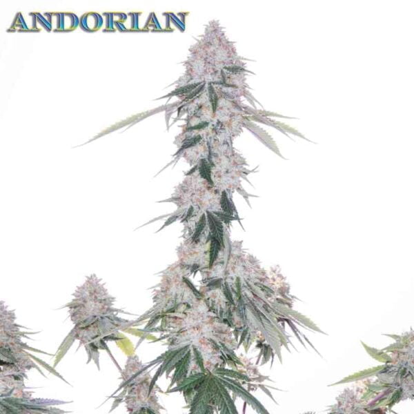 Romulan Genetics – North Atlantic Seed Co.
