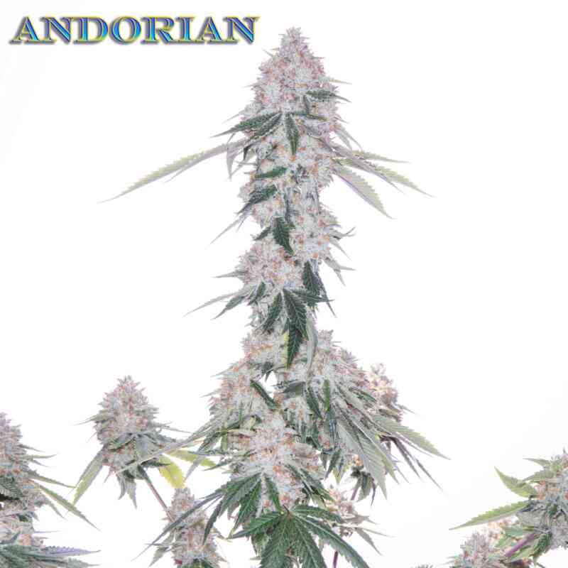 Romulan Genetics – North Atlantic Seed Co.
