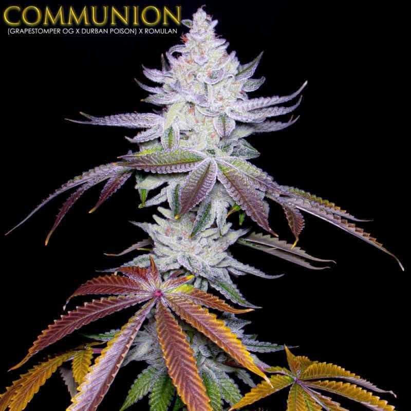 Romulan Genetics – North Atlantic Seed Co.