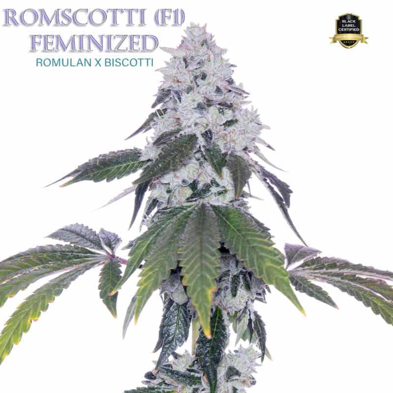 Romulan Genetics – North Atlantic Seed Co.