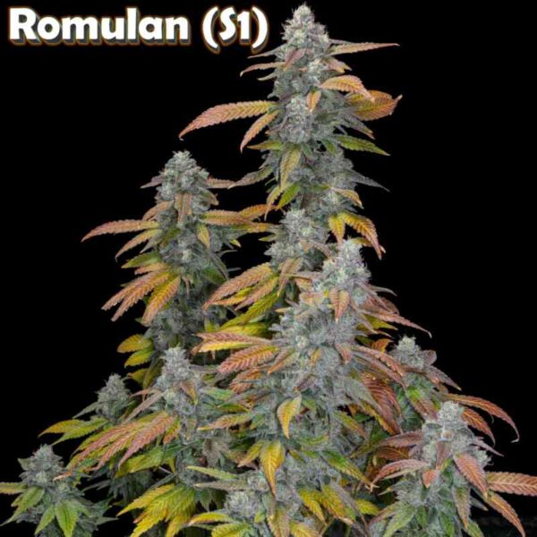 Romulan Genetics – North Atlantic Seed Co.