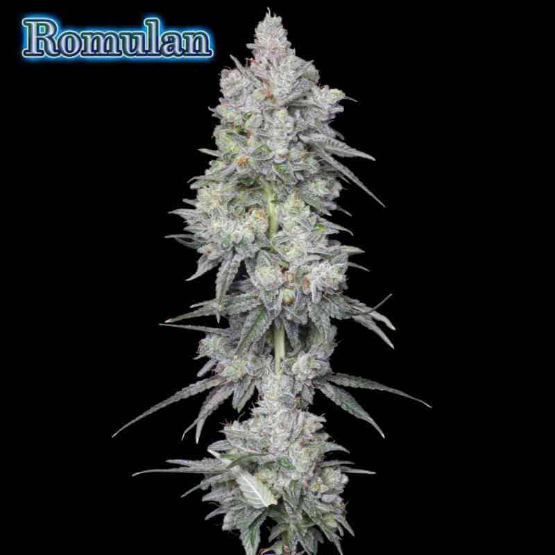 Romulan Genetics – North Atlantic Seed Co.