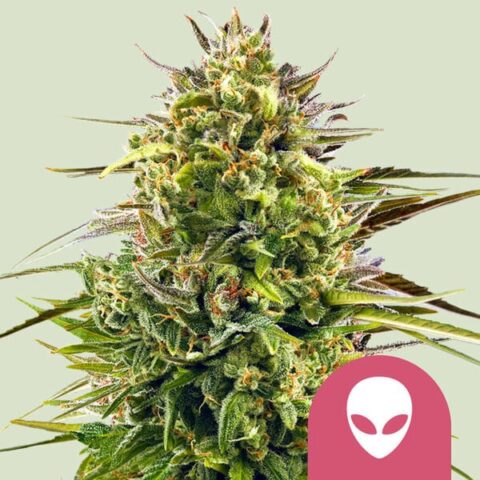 Alien OG (F) – North Atlantic Seed Co.